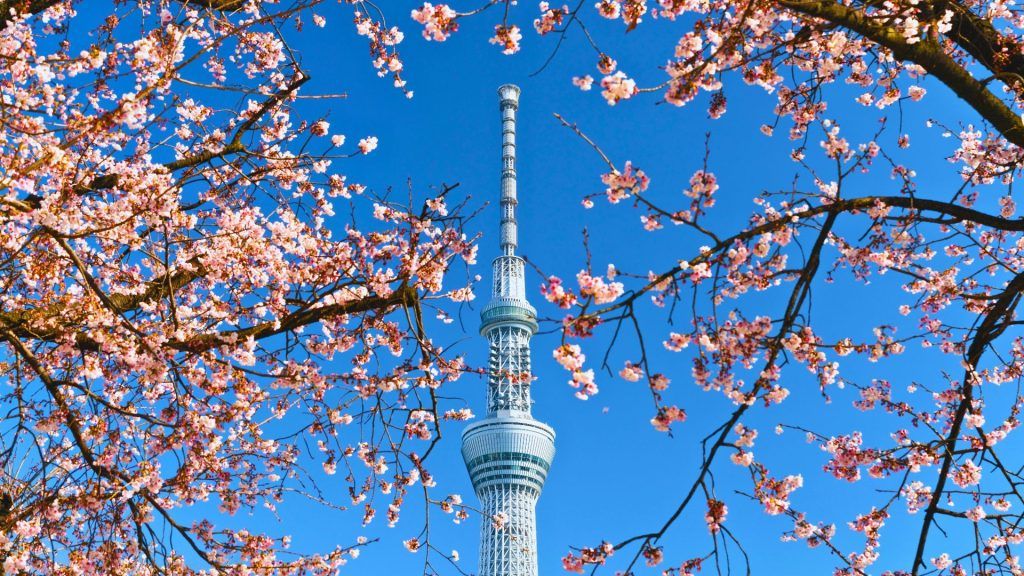 Tokyo Skytree Vs Shibuya Sky: Which One Is Worth Your Time? | LSA HK