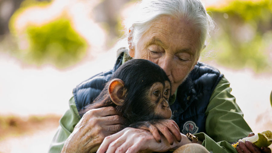 Chimpanzee Whisperer, Dr. Jane Goodall, Dies At Age 91