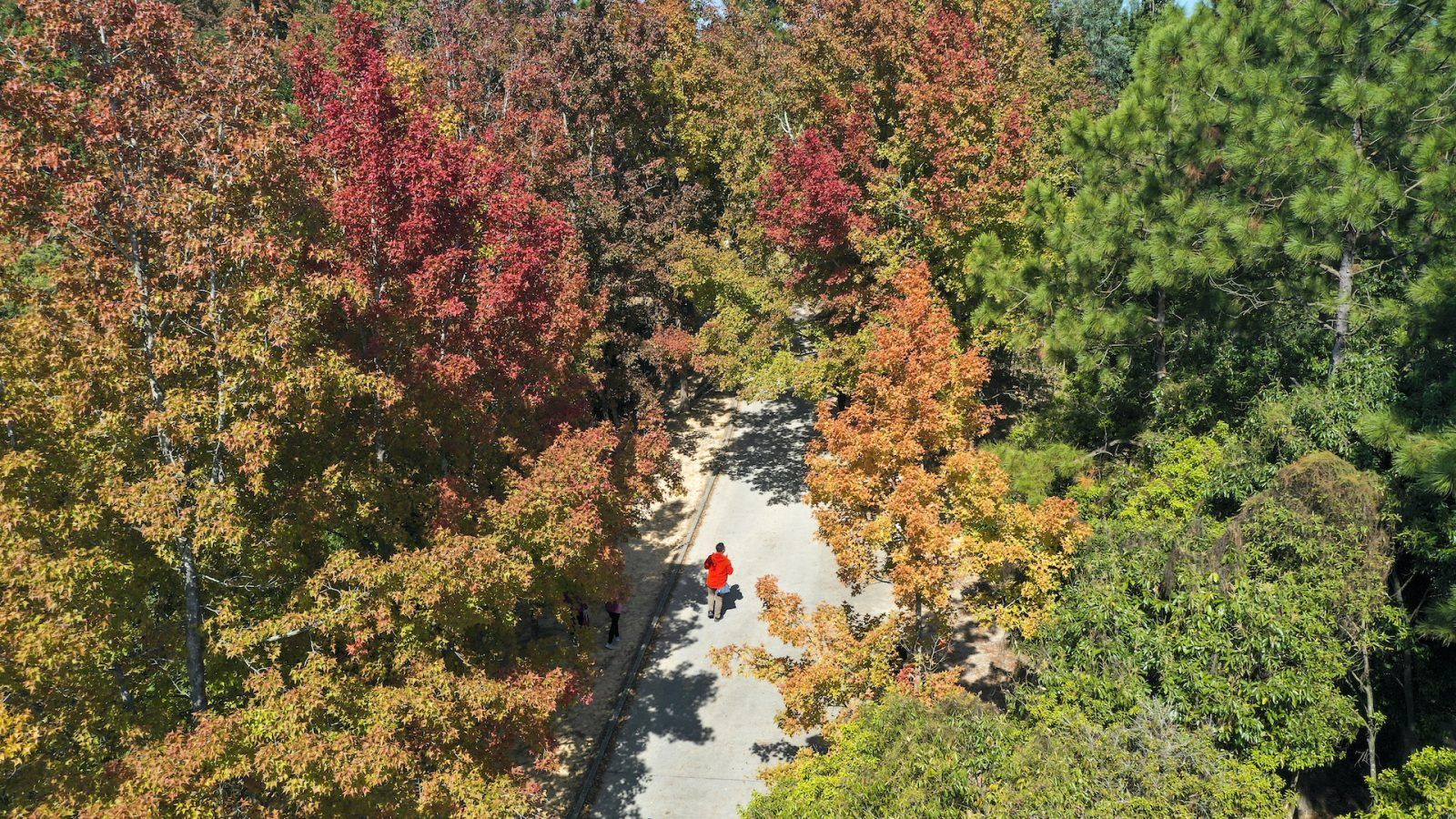 Autumn leaves in Hong Kong: 5 best places to see them