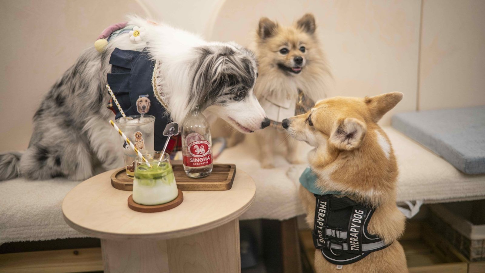Relax with some therapy dogs at The Puppy Lounge in Sheung Wan