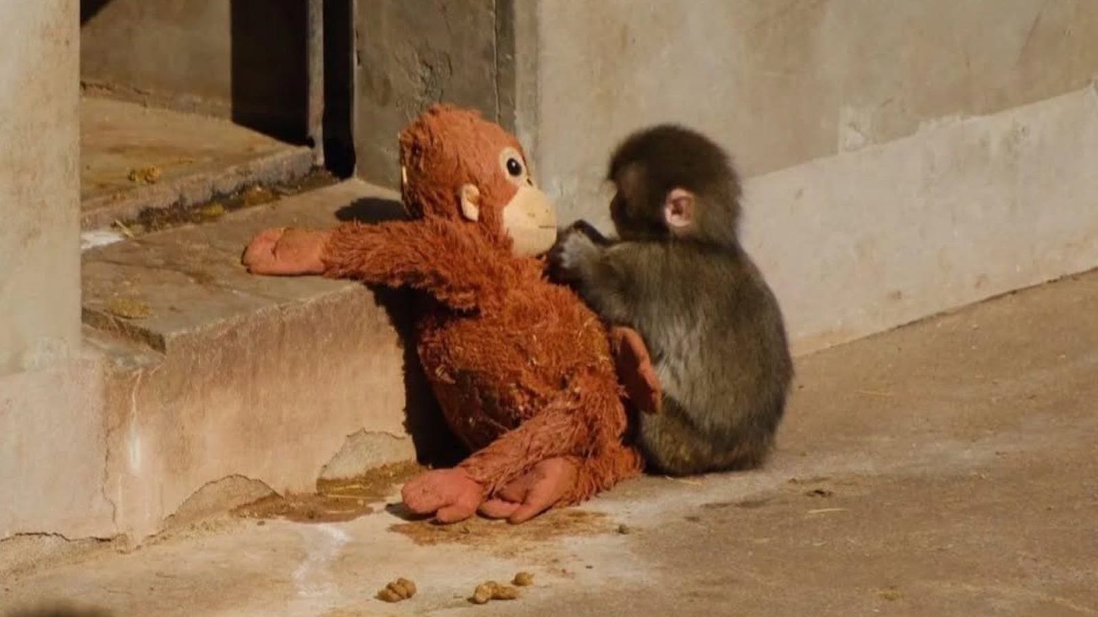 Viral baby monkey Punch has found a girlfriend