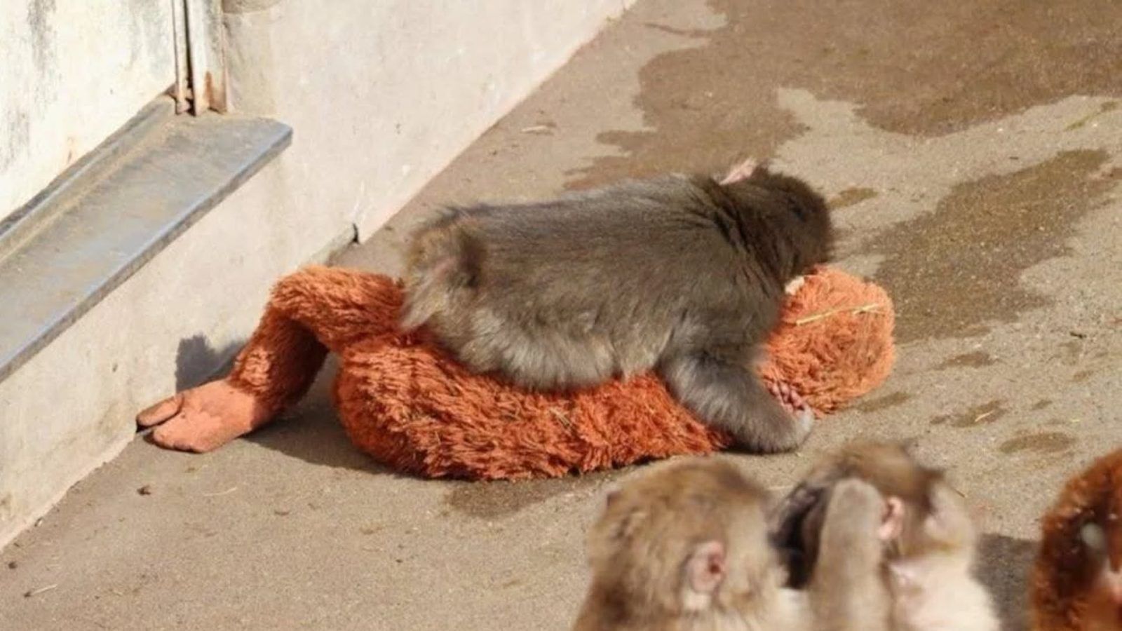 Viral baby monkey Punch has found a girlfriend