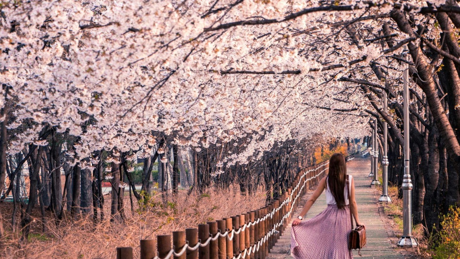Cherry Blossom In South Korea: Most Instagrammable Locations | LSA HK