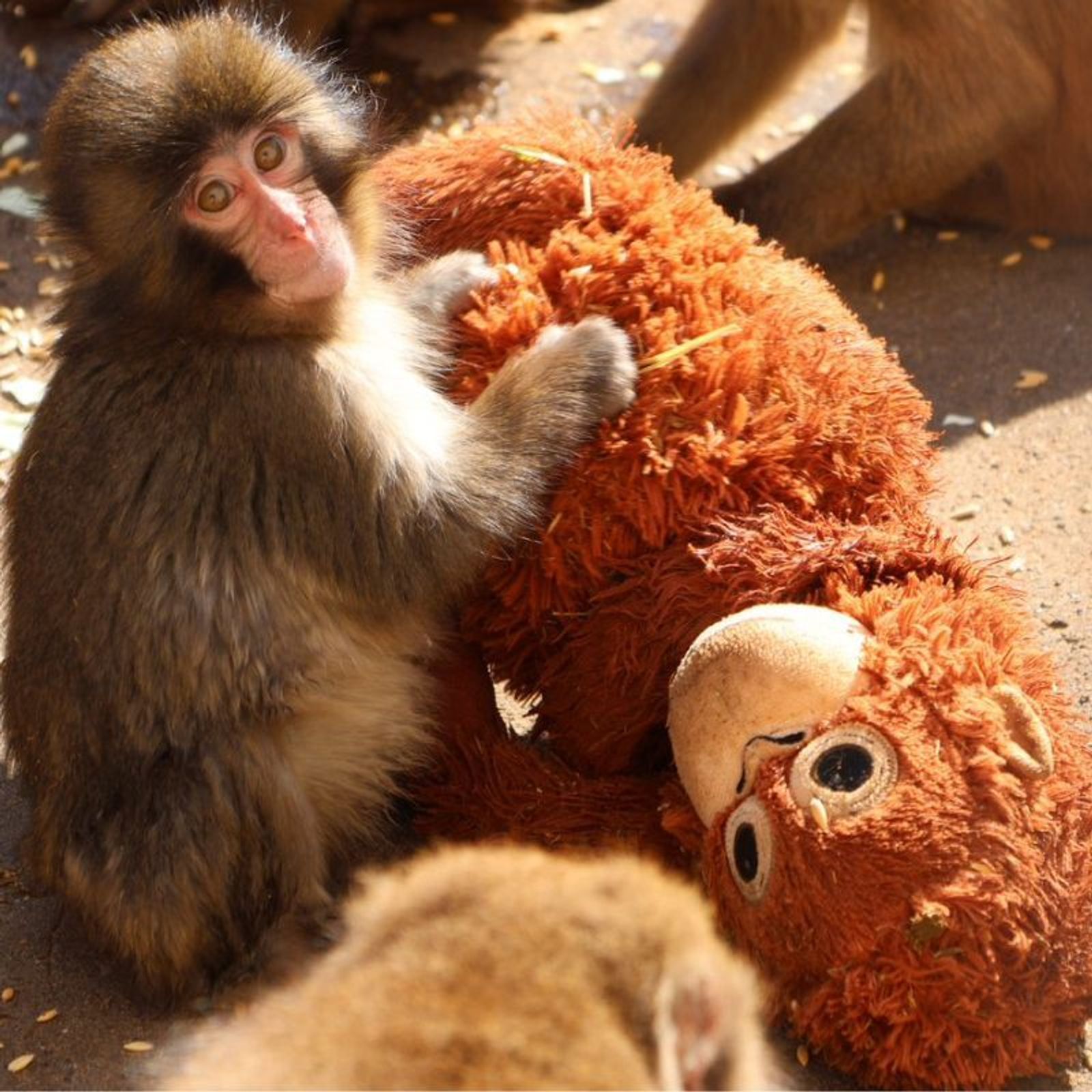 How to meet 'Punch', the baby monkey everyone is talking about | LSA HK