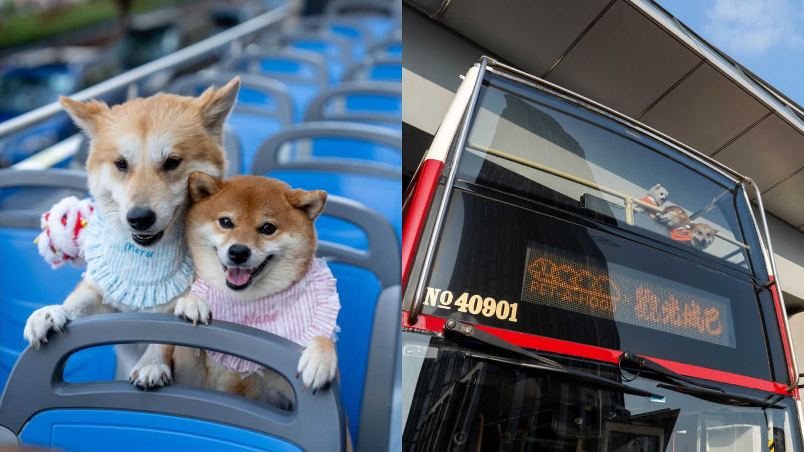 Citybus launches new pet open-top sightseeing bus tours this April