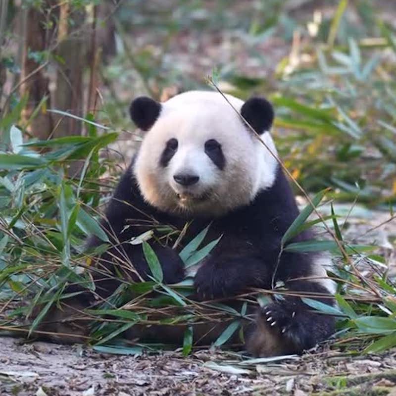 He Hua, the onigiri-shaped panda is going viral in Chengdu