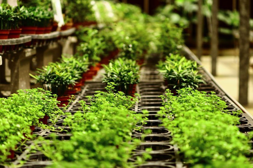 Bangkok's best plant markets to create your own green oasis