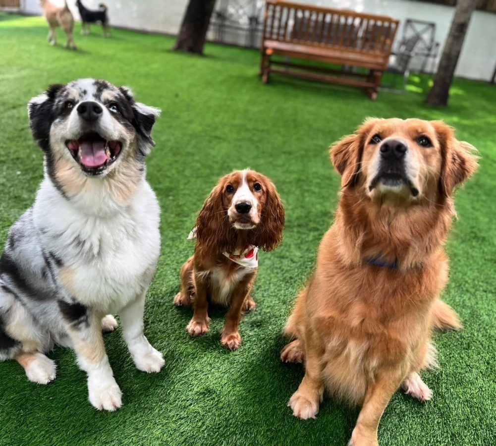 Bangkok's best pet hotels for worry-free vacations | Lifestyle Asia ...