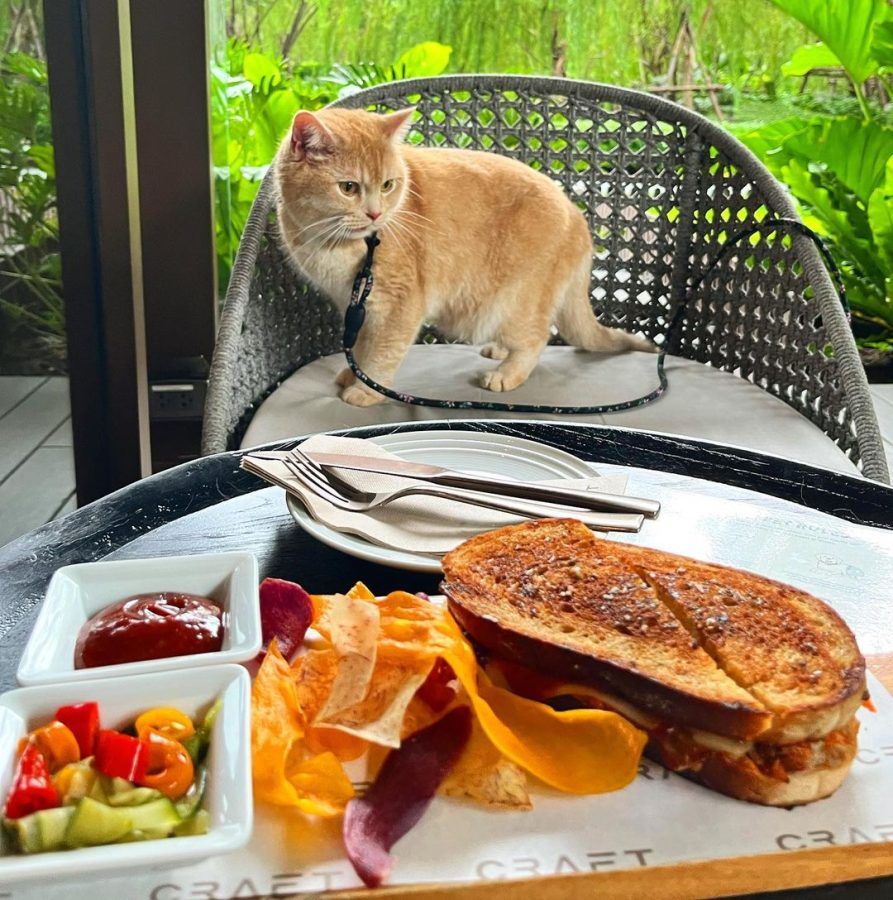 12 pet-friendly restaurants for your furry friends in Bangkok