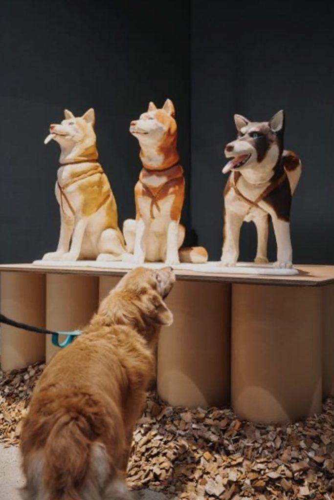 Korea opens a museum for dogs, designed especially for furry art lovers
