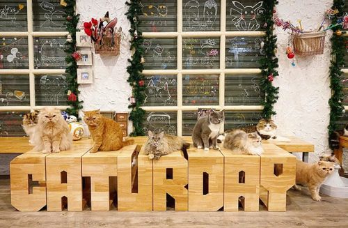5 Bangkok cat cafes for a purr-fect afternoon | Lifestyle Asia Bangkok