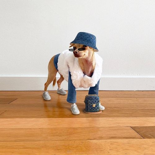 Best Dressed: the stylish dogs edition | Lifestyle Asia Bangkok