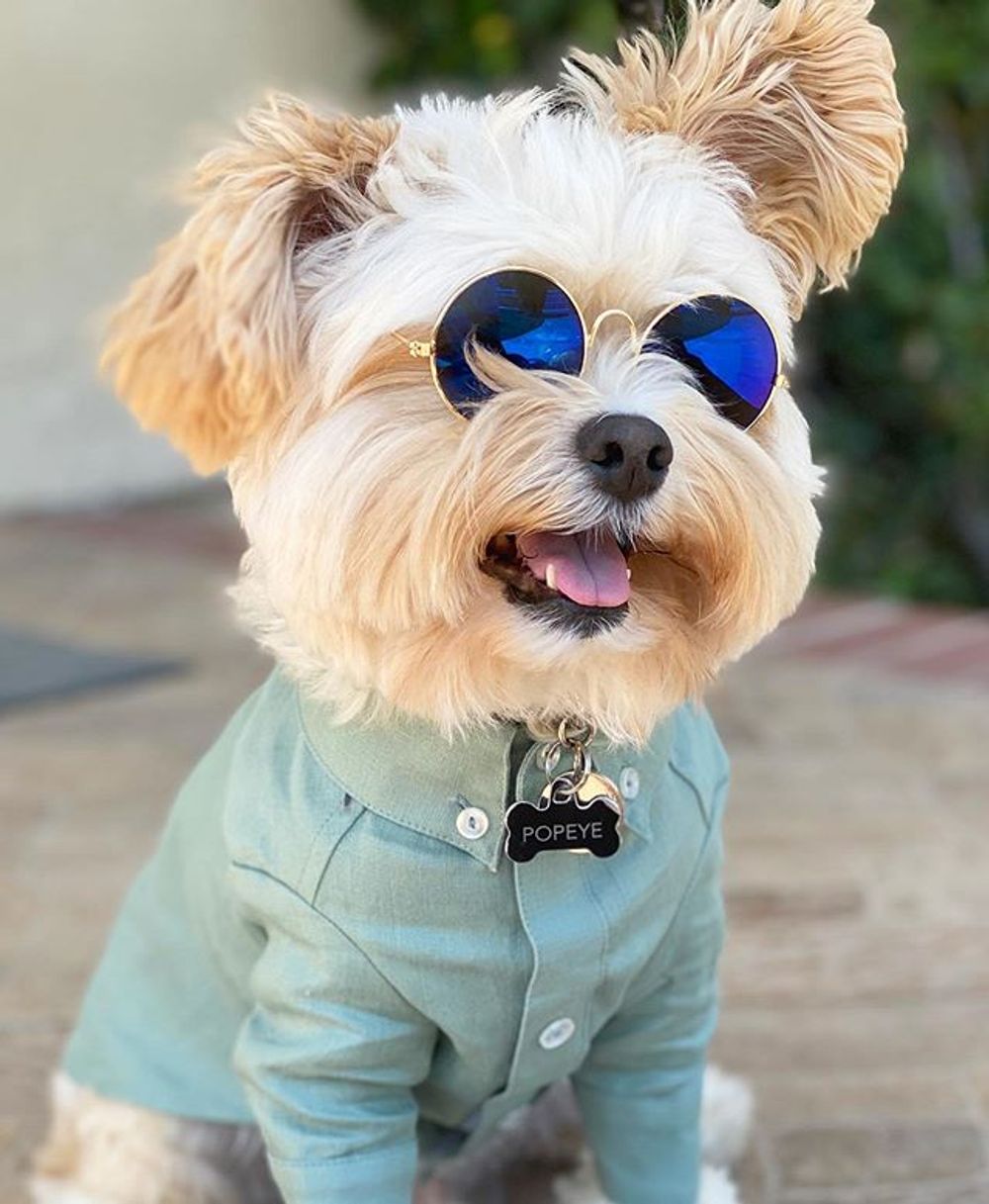 Best Dressed: the stylish dogs edition | Lifestyle Asia Bangkok