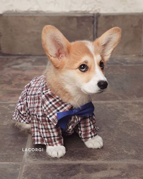 Best Dressed: the stylish dogs edition | Lifestyle Asia Bangkok
