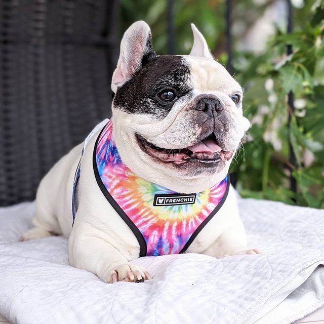 Best Dressed: the stylish dogs edition | Lifestyle Asia Bangkok