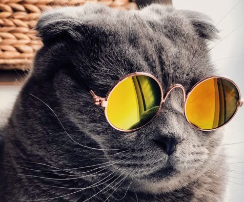 The story of how POPCAT shot Oatmeal the cat to fame