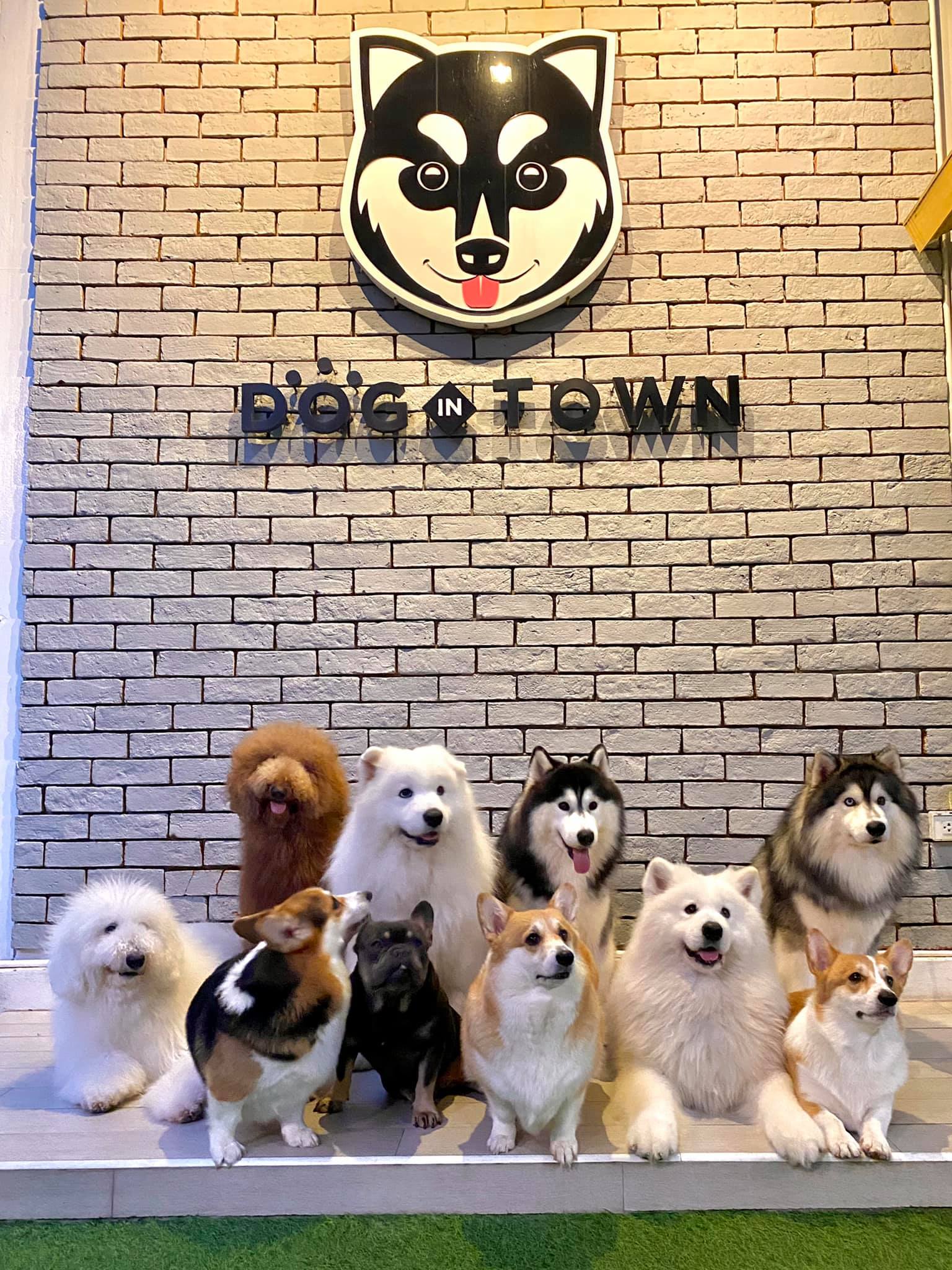 5 dog cafes to visit in Bangkok | Lifestyle Asia Bangkok