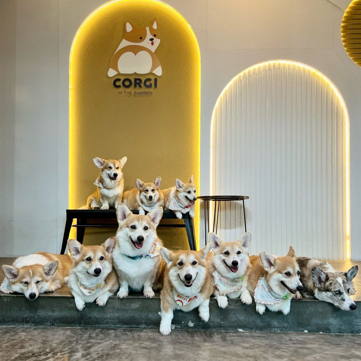 Dog cafes in Bangkok for a fluffy, relaxing afternoon