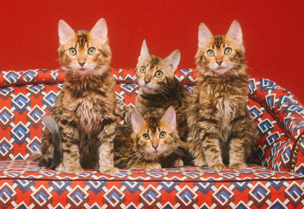 Gucci launches pet collection for beloved pooches to live in style