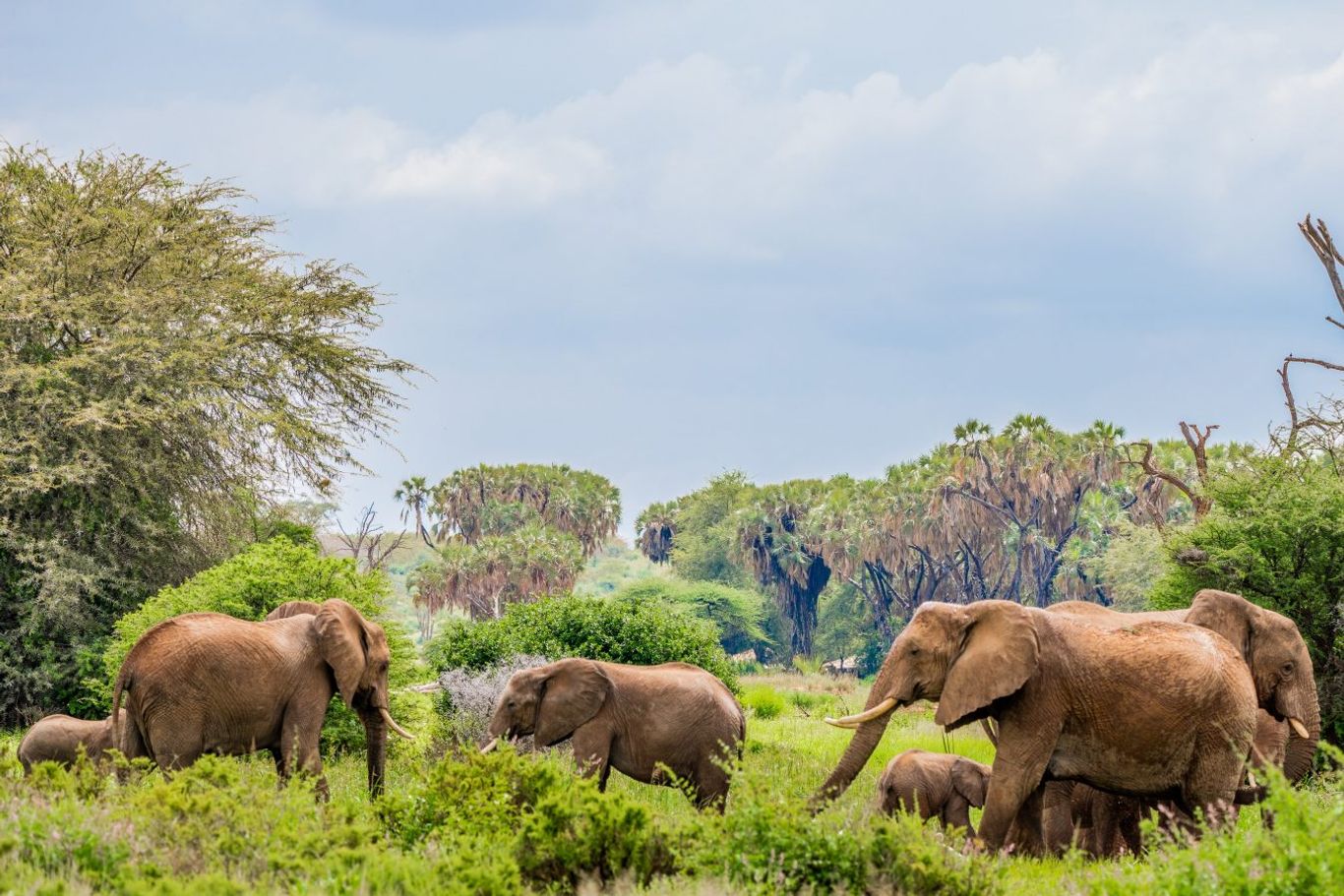 What is the difference between a national park and a wildlife sanctuary?