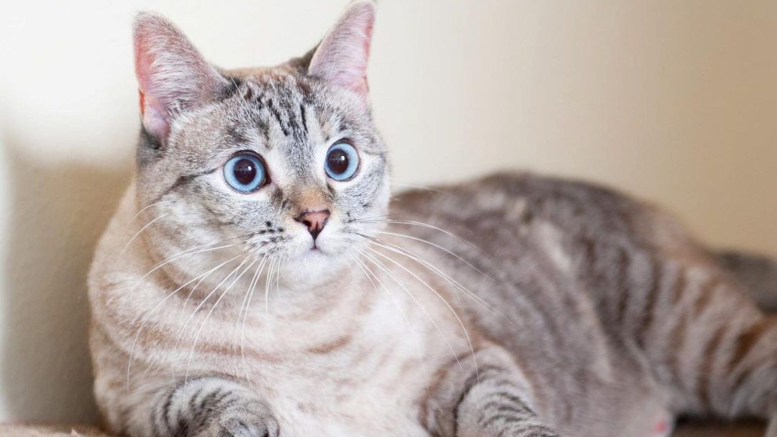 10 of the richest celebrity pets