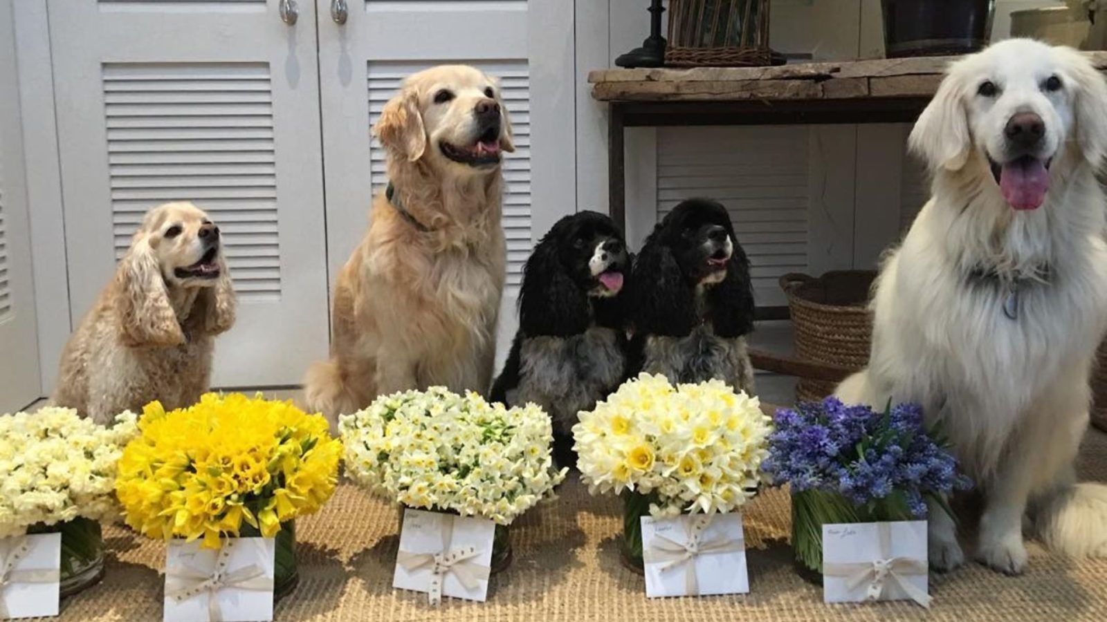10 of the richest celebrity pets