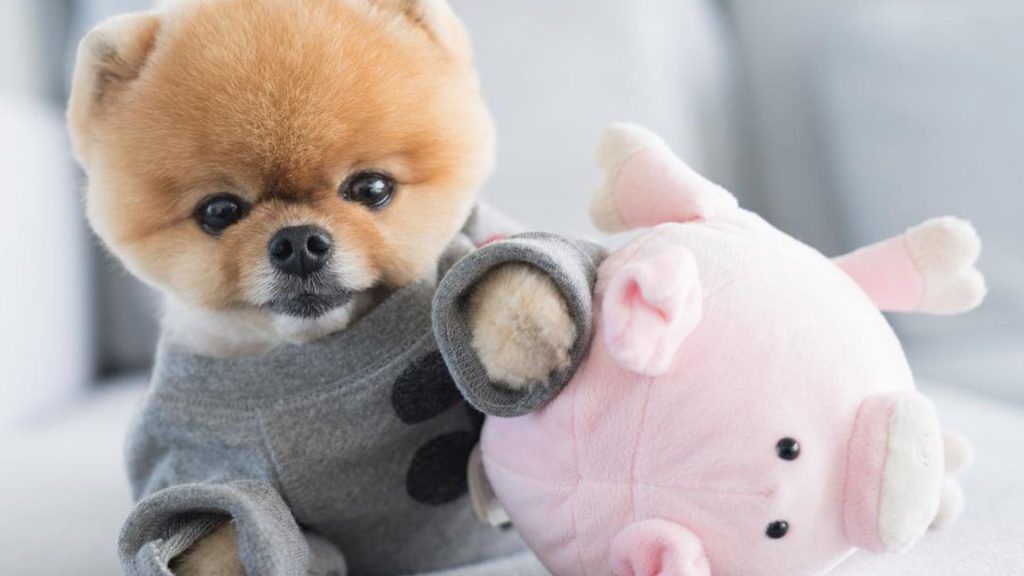 10 of the richest celebrity pets