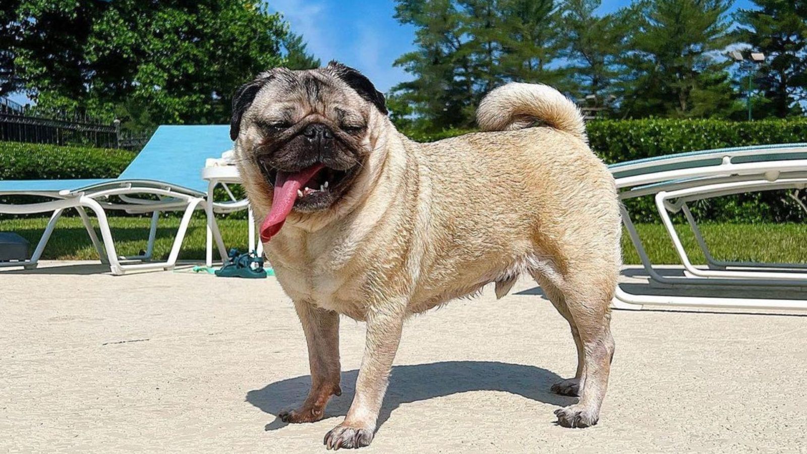 10 of the richest celebrity pets