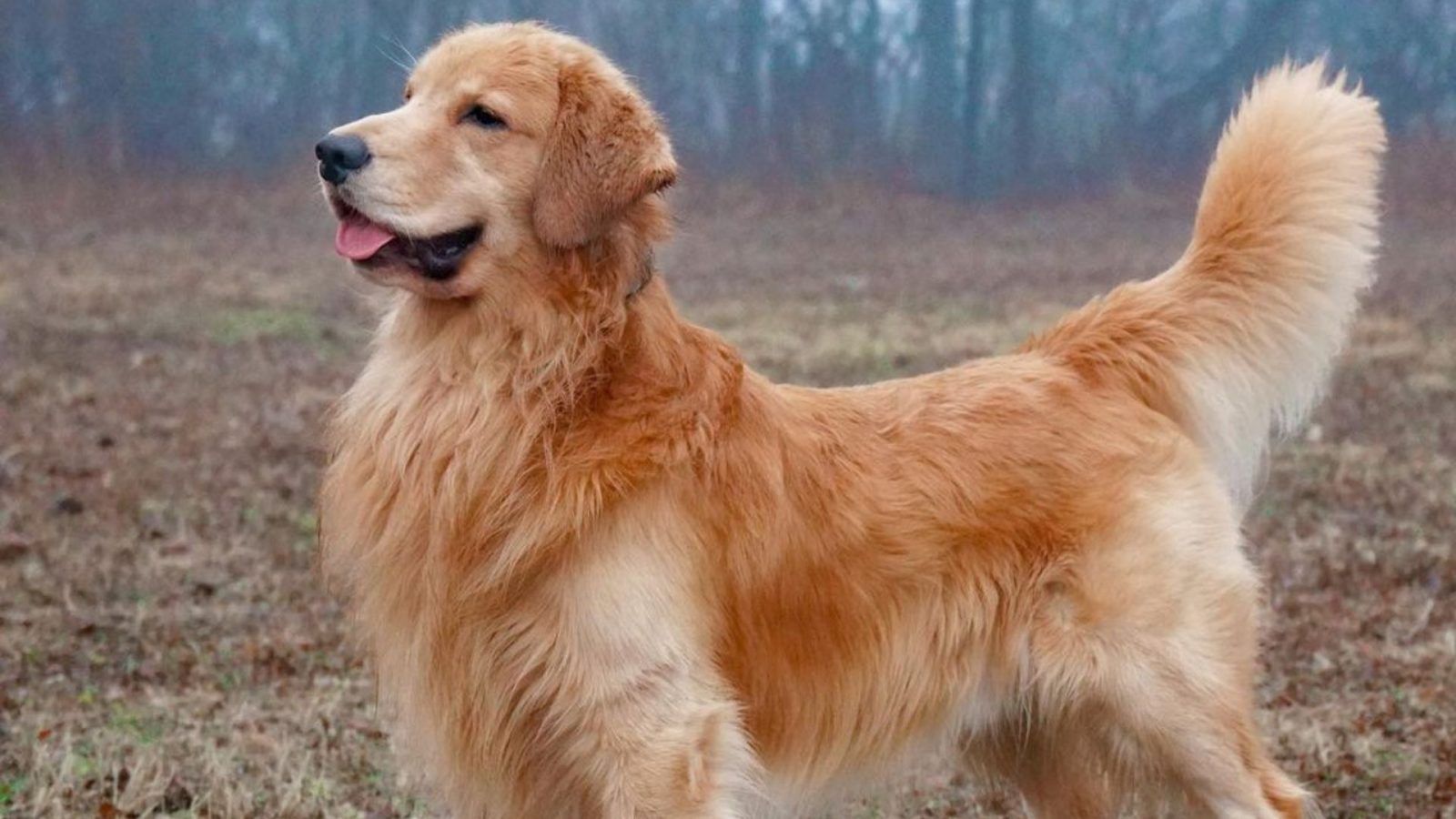 10 of the richest celebrity pets