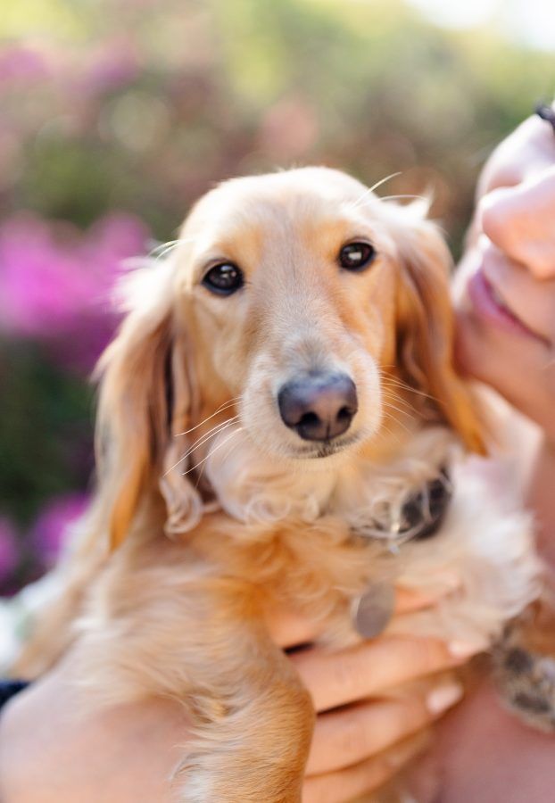 Interview: Fifi, the dog that flew business class and went viral