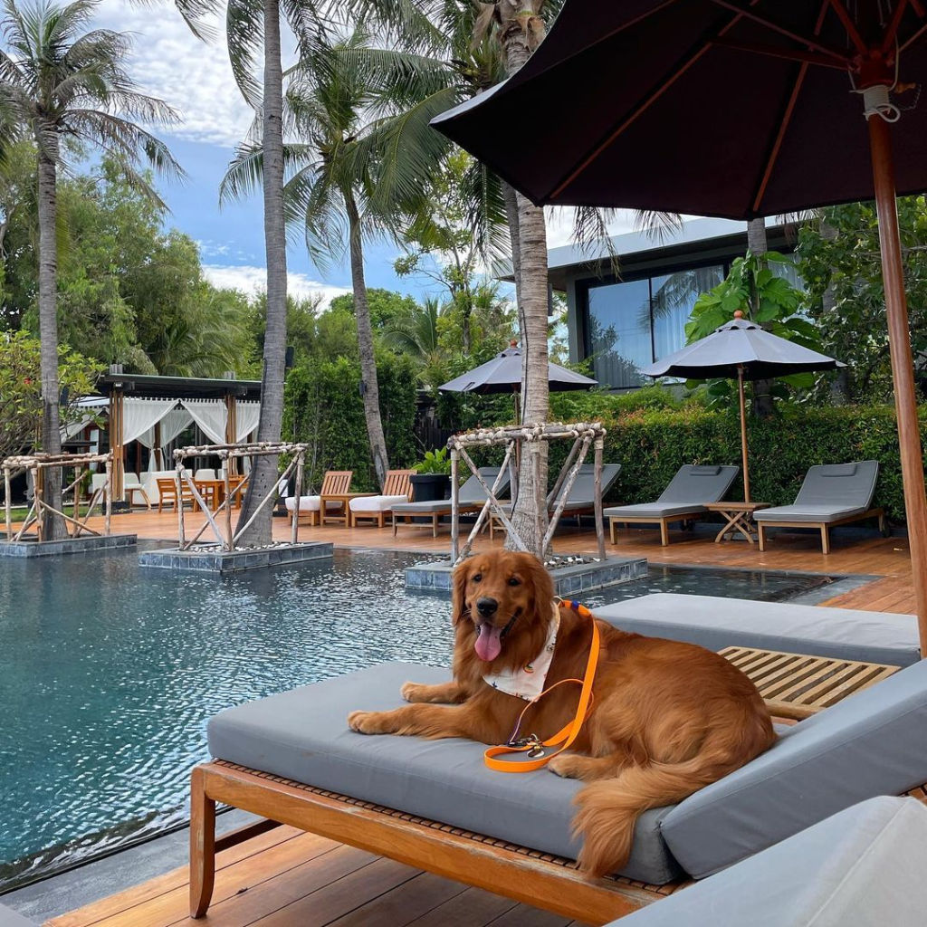 Pet-friendly Songkran trip ideas for the whole furry family
