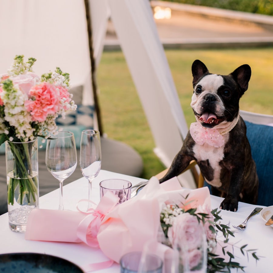 Pet-friendly Songkran trip ideas for the whole furry family