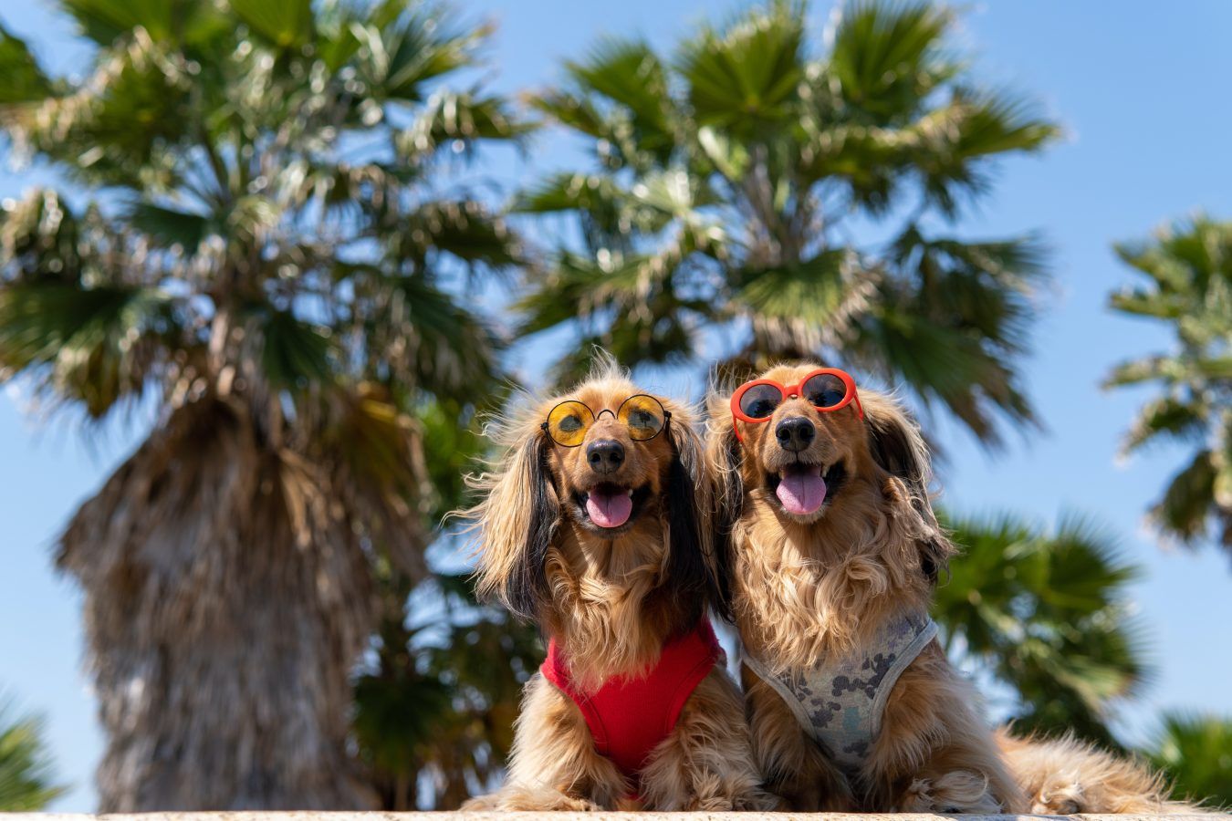 Pet-friendly Songkran trip ideas for the whole furry family