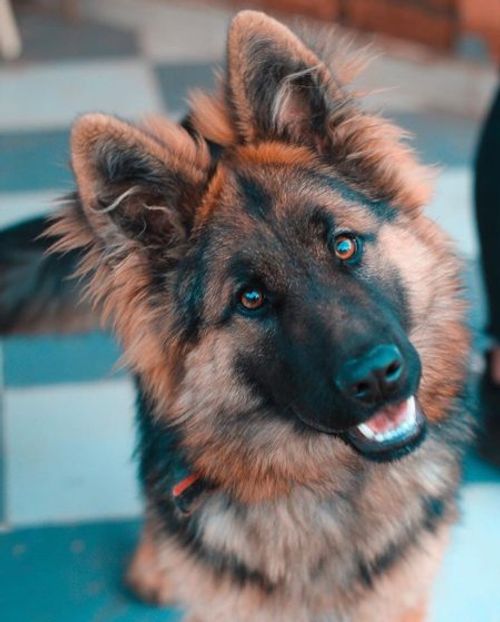 Dog breeds for zodiac signs: The pawsome friend that best suits you