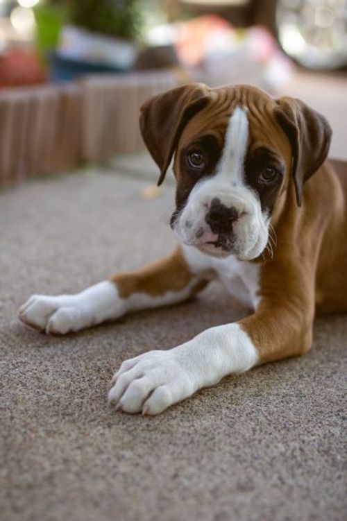 Dog breeds for zodiac signs: The pawsome friend that best suits you