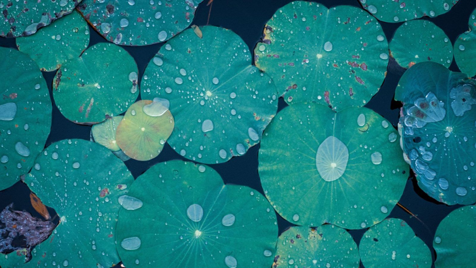 Unlucky colours you should avoid according to your Chinese zodiac sign