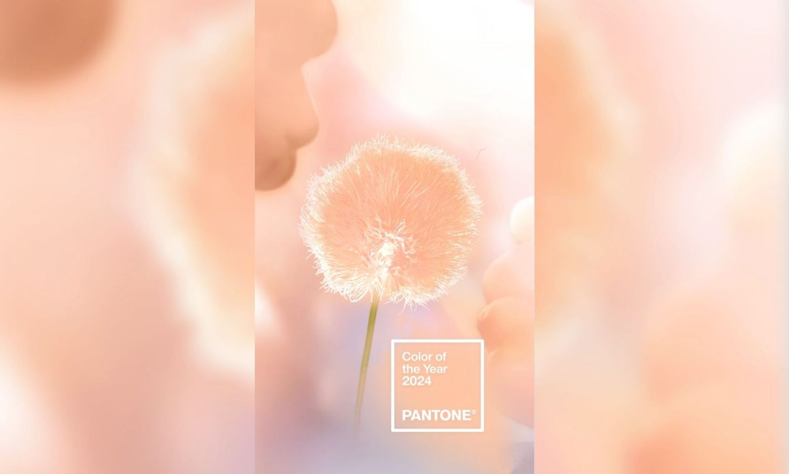 Pantone names Peach Fuzz the Colour of the Year 2024