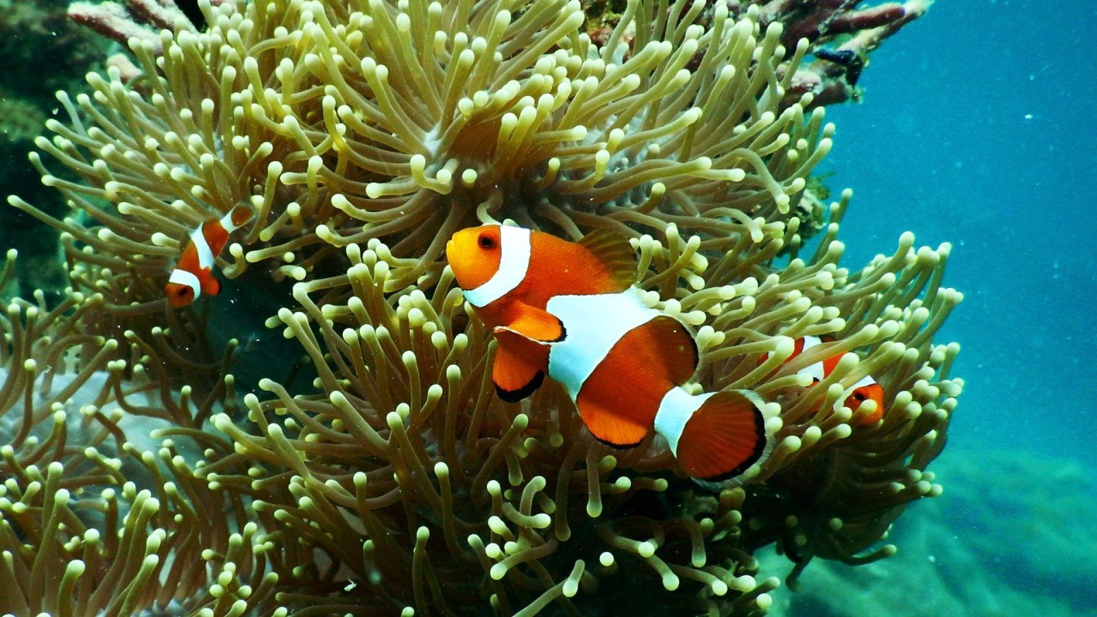 What are the unlucky and lucky colours for Pisces? Yellow, blue, and more