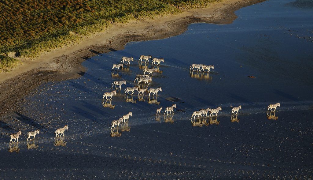 Peter Allison unveils the beauty of African Safari with A2A Safaris