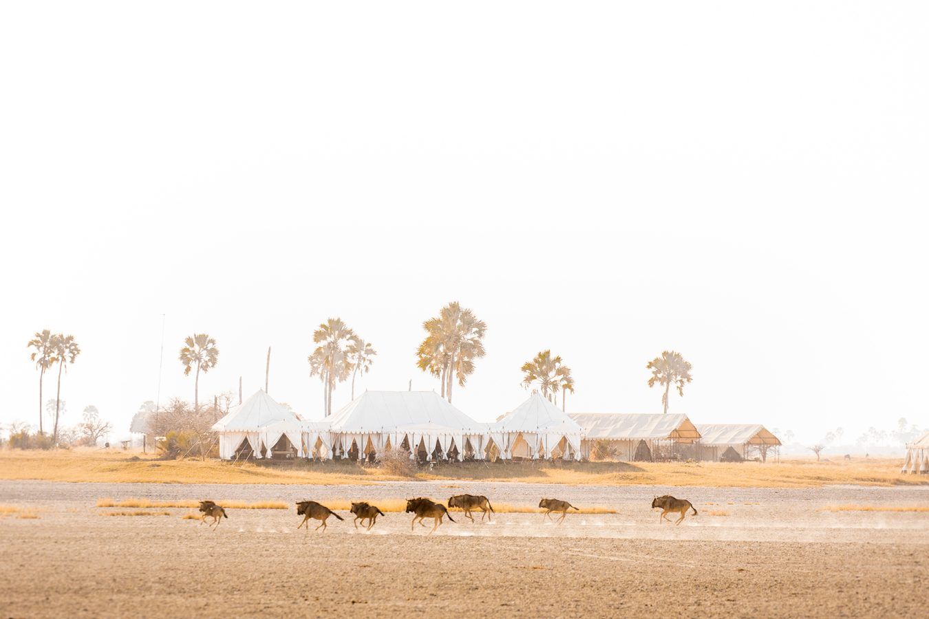 Peter Allison unveils the beauty of African Safari with A2A Safaris