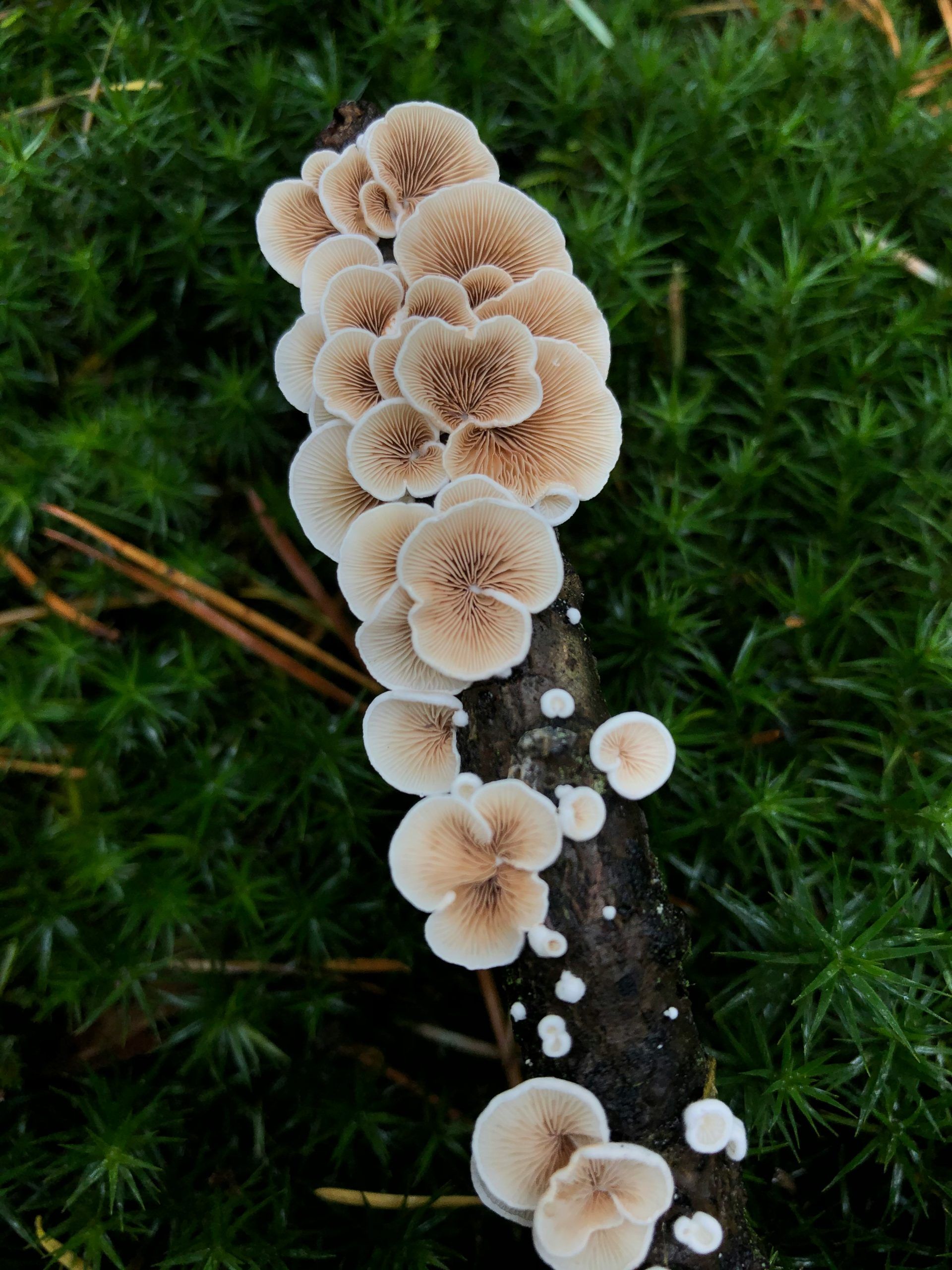 Thailand approves opium and magic mushrooms for medical use