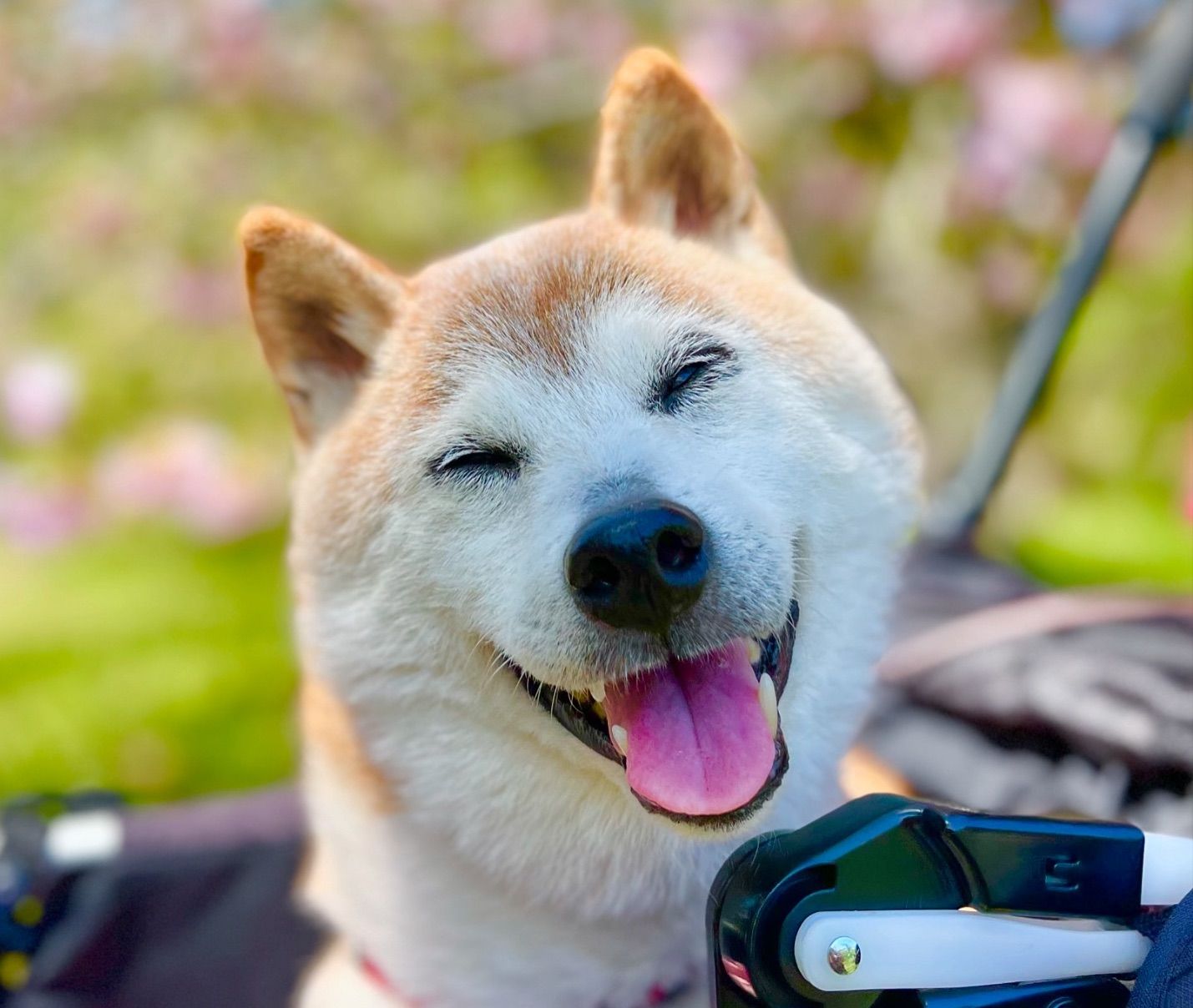 The best tributes to Kabosu, the original ‘doge’