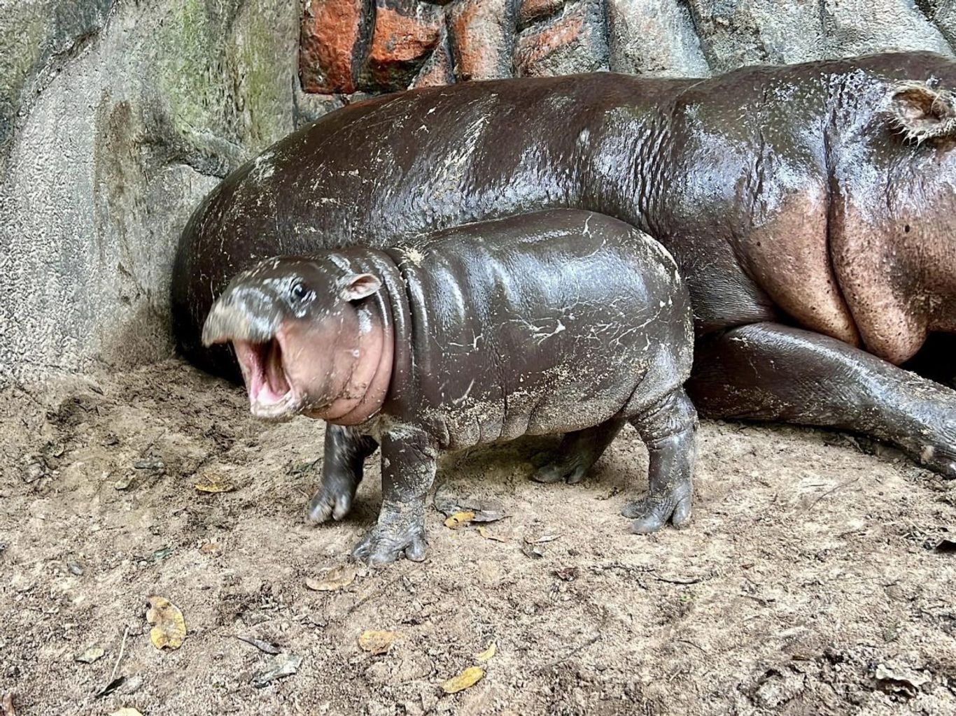 All about Moo Deng, the viral Thai baby hippo | Lifestyle Asia Thailand