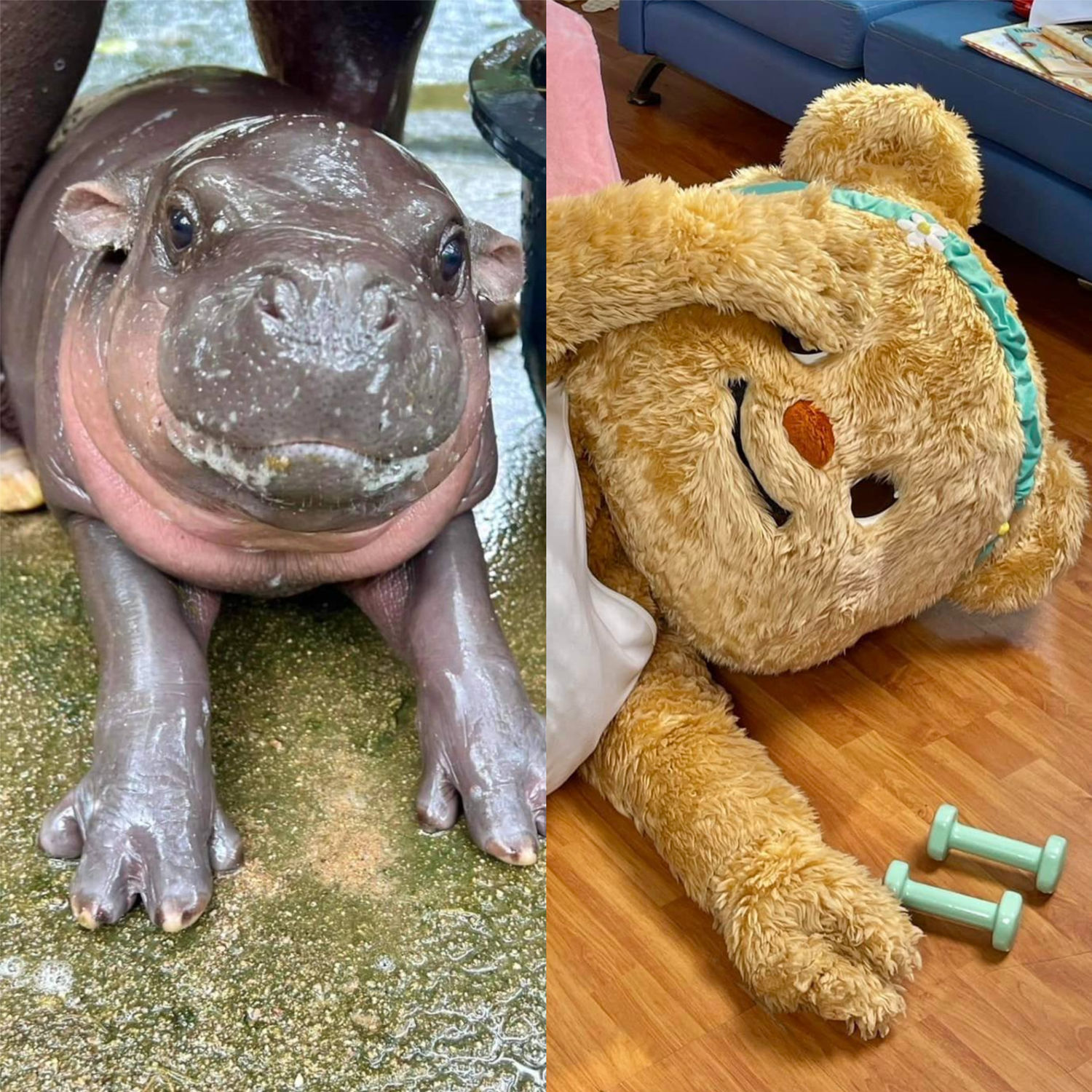 Moo Deng vs Butterbear: Who would win in a fight?