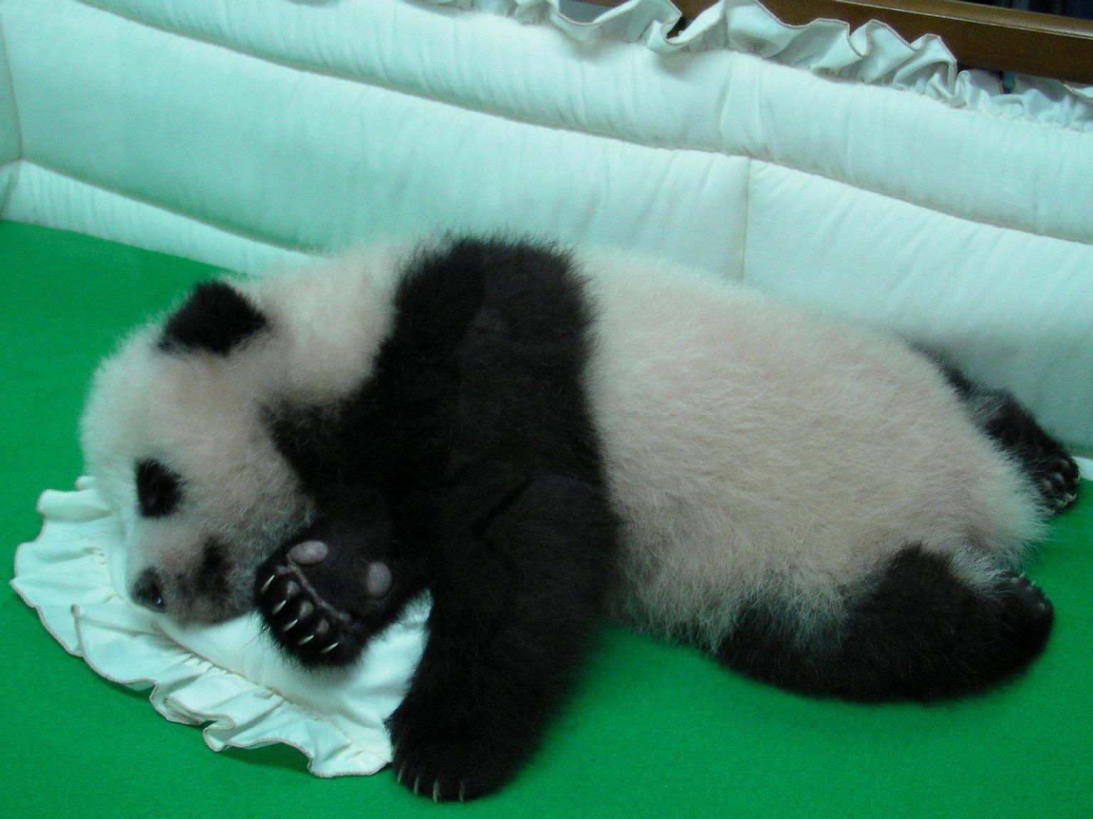From Moo Deng to Lin Bing: Most famous zoo animals around the world