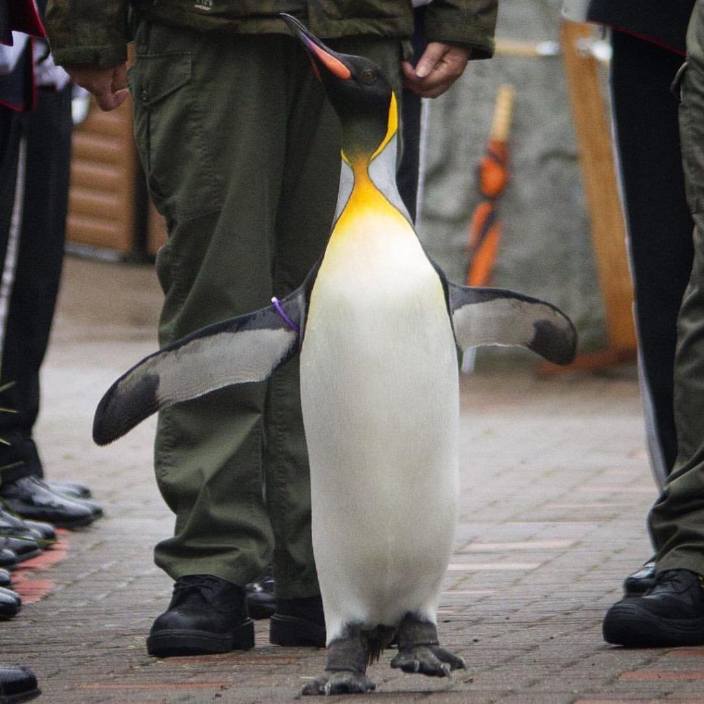 From Moo Deng to Lin Bing: Most famous zoo animals around the world