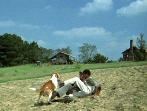 Best movies starring famous canines | Lifestyle Asia Thailand