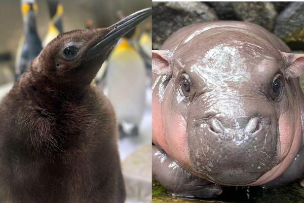 Moo Deng vs Pesto: Who would win in a fight? | Lifestyle Asia Thailand