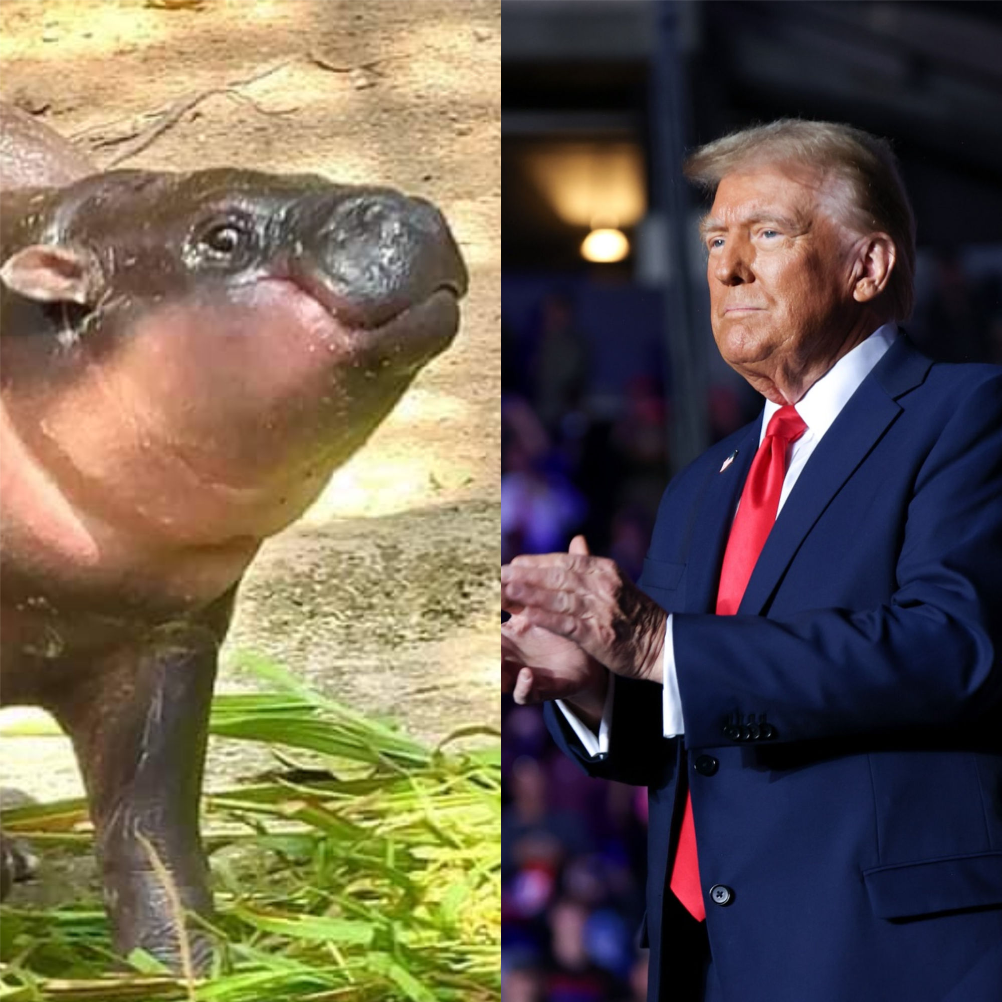 Moo Deng weighs in on US presidential election with Trump on her mind