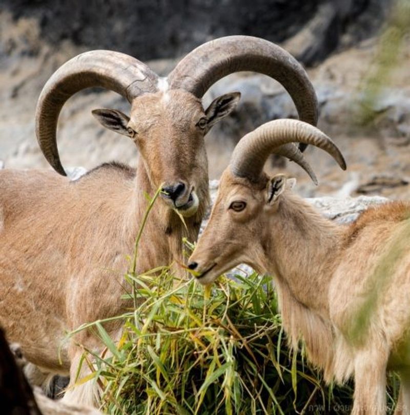 How to visit Moo Deng: Location, transportation, price, and more